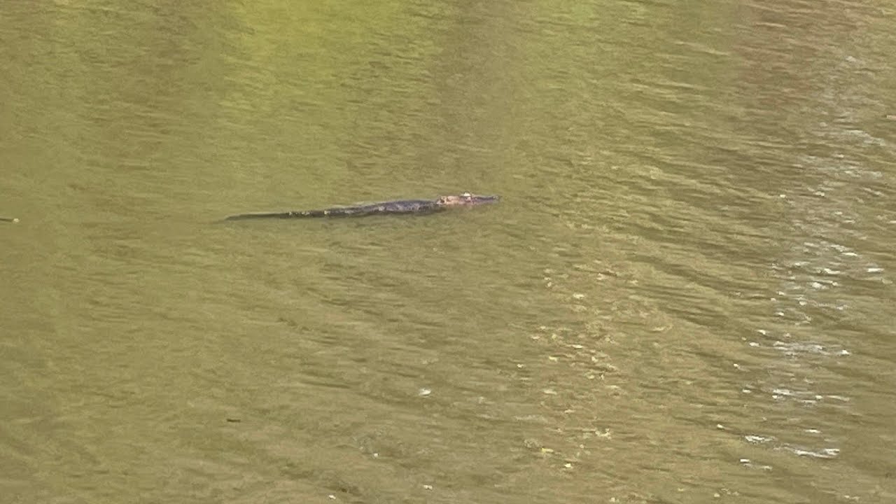 We seen an alligator!!! At Columbia South Carolina Riverfront Park and ...