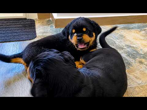 The Most Aggressive Rottweiler Puppy You’ll Ever See 😂🐶