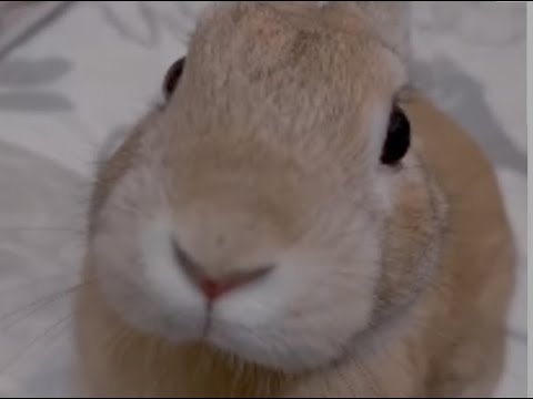 Slungus.mp4 - YouTube