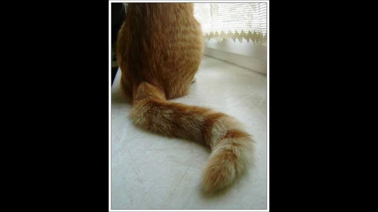 Tail spell - YouTube