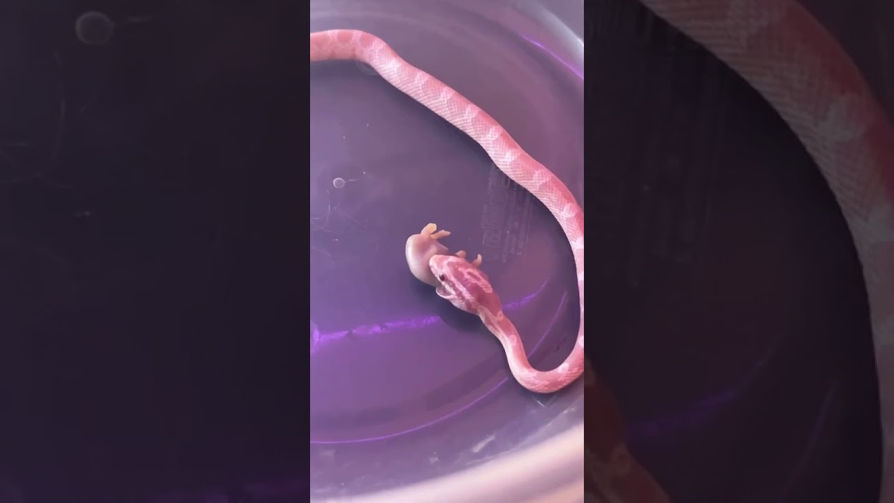 Baby snow corn snake first feeding - YouTube