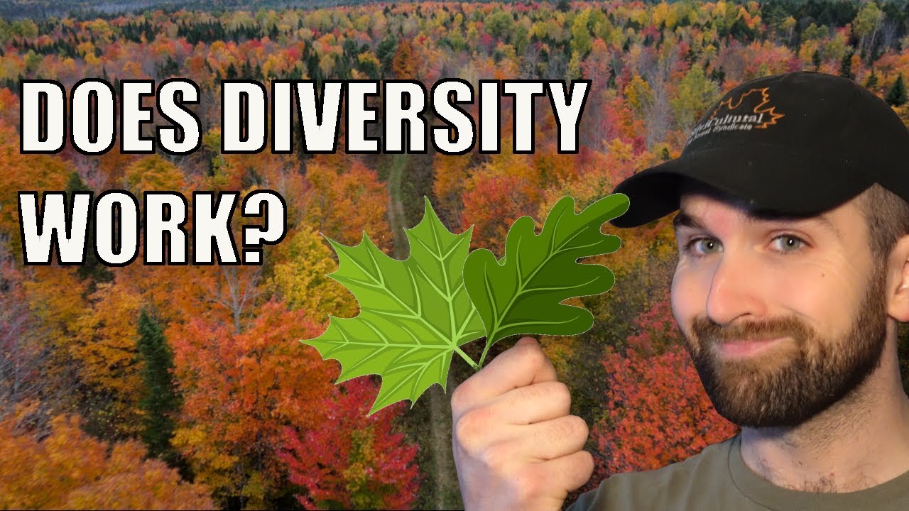 Why Are Tree Plantations Usually Monocultures? - YouTube