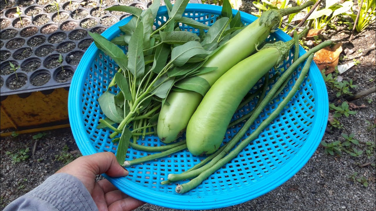 Harvesting Thai Green Long Eggplant | Tuaian Terung Panjang Hijau Thai ...