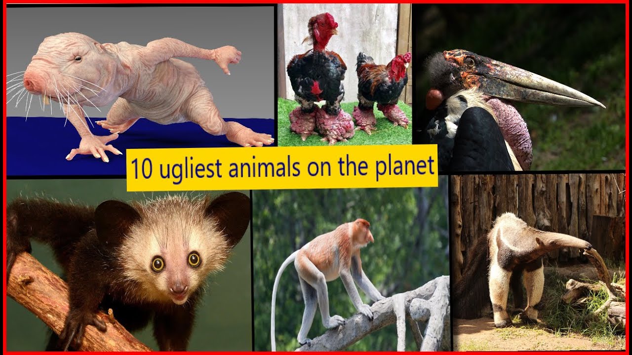Top 10 the ugliest animals on the planet and their habitat - YouTube