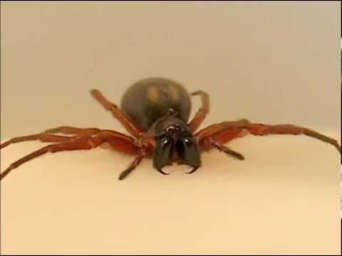 Callobius severus "wind test" - YouTube