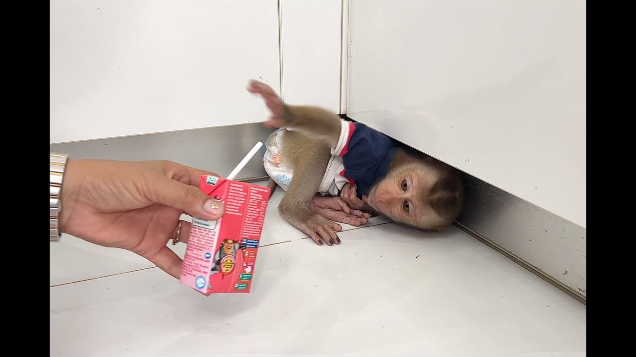 Spoiled Fido Was Crying Tantrum Under Cabinet Until Mom Give Her Bottle ...