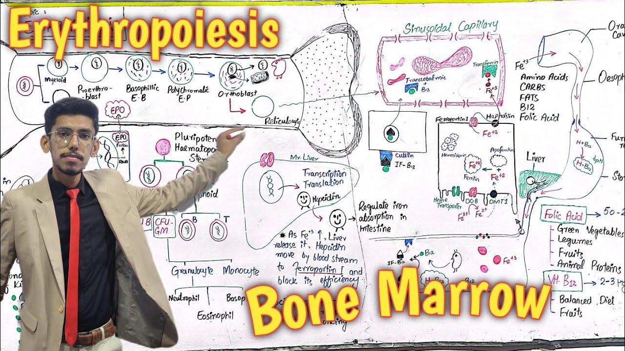 Erythropoiesis | Bone Marrow | PPSC Level | Doubtless Lecture - YouTube