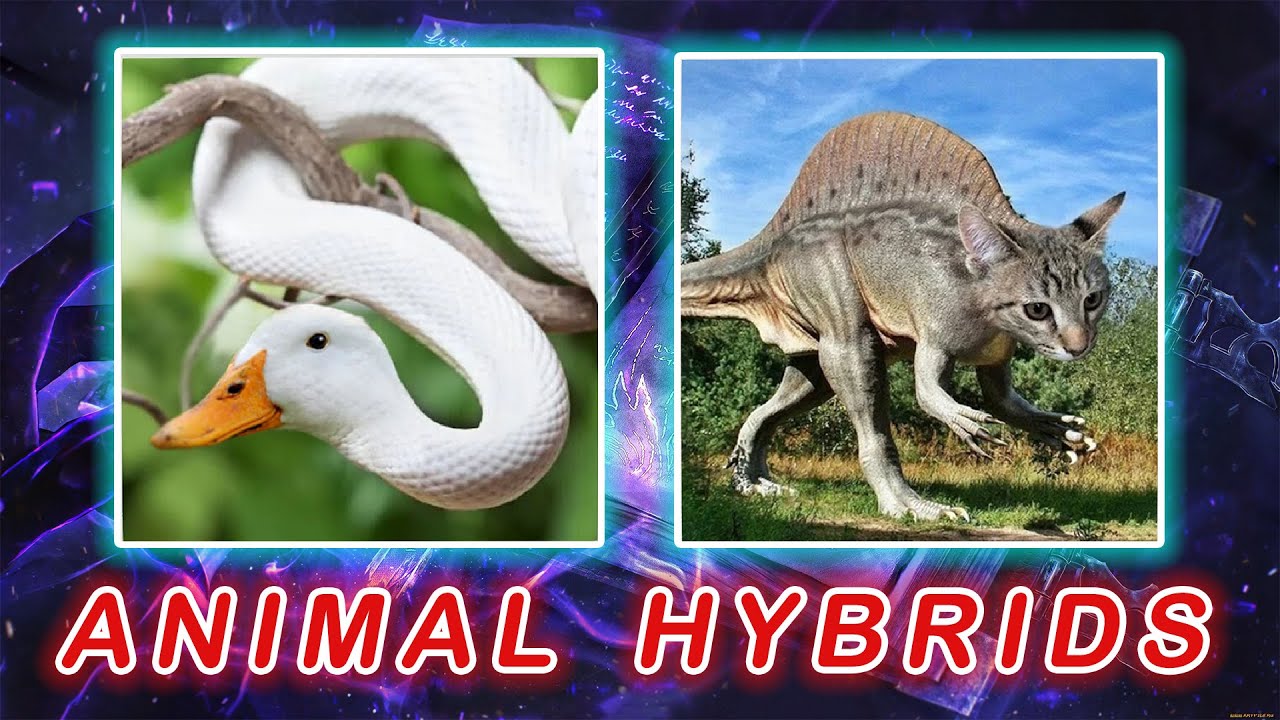 Magic In Real Life 🧙‍♀️ Animal hybrid Part 1 - YouTube