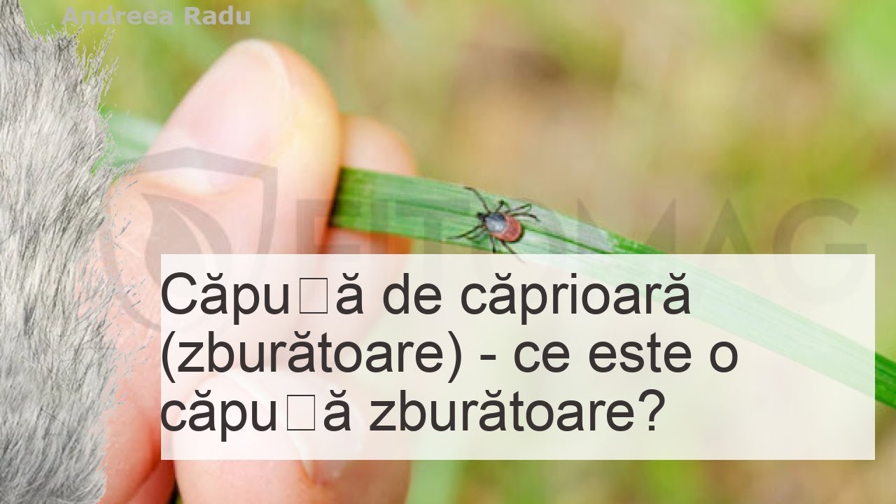 Capusa de caprioara - sunt capusele acestea periculoase pentru ...