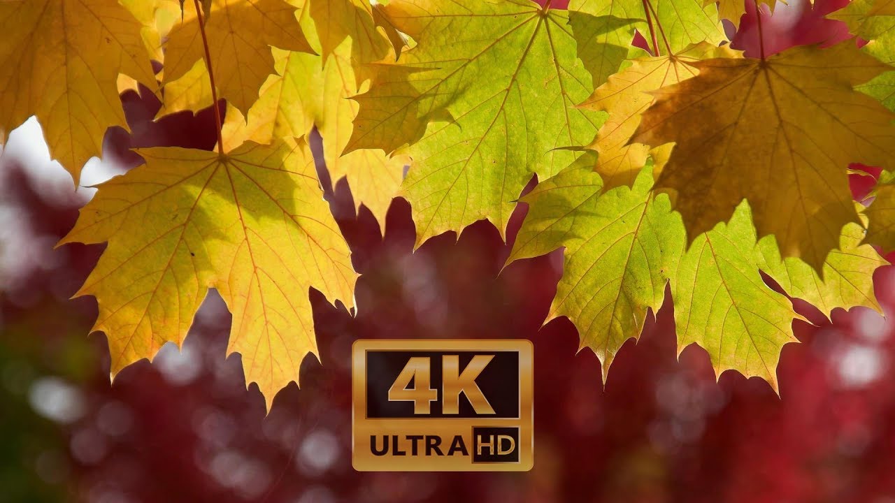 Fall Foliage 2017 Seattle 4K UHD - YouTube