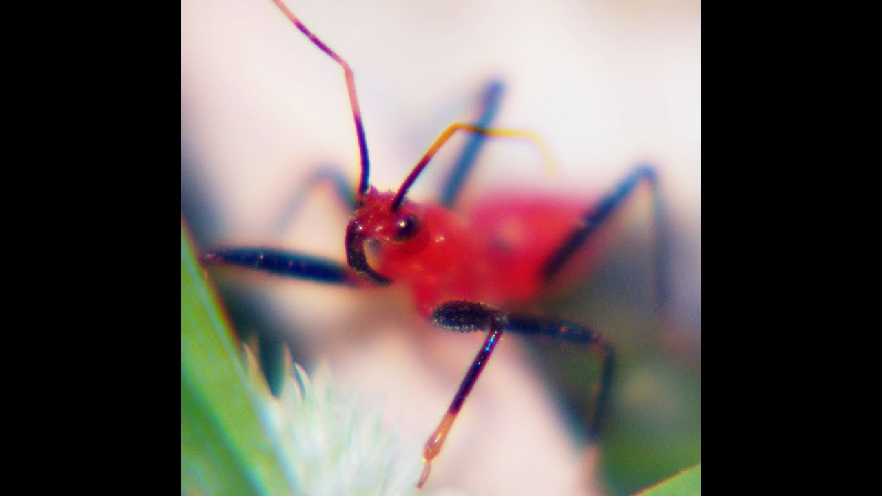 Insecto Asesino (Reduviidae) Assassin Bug - YouTube