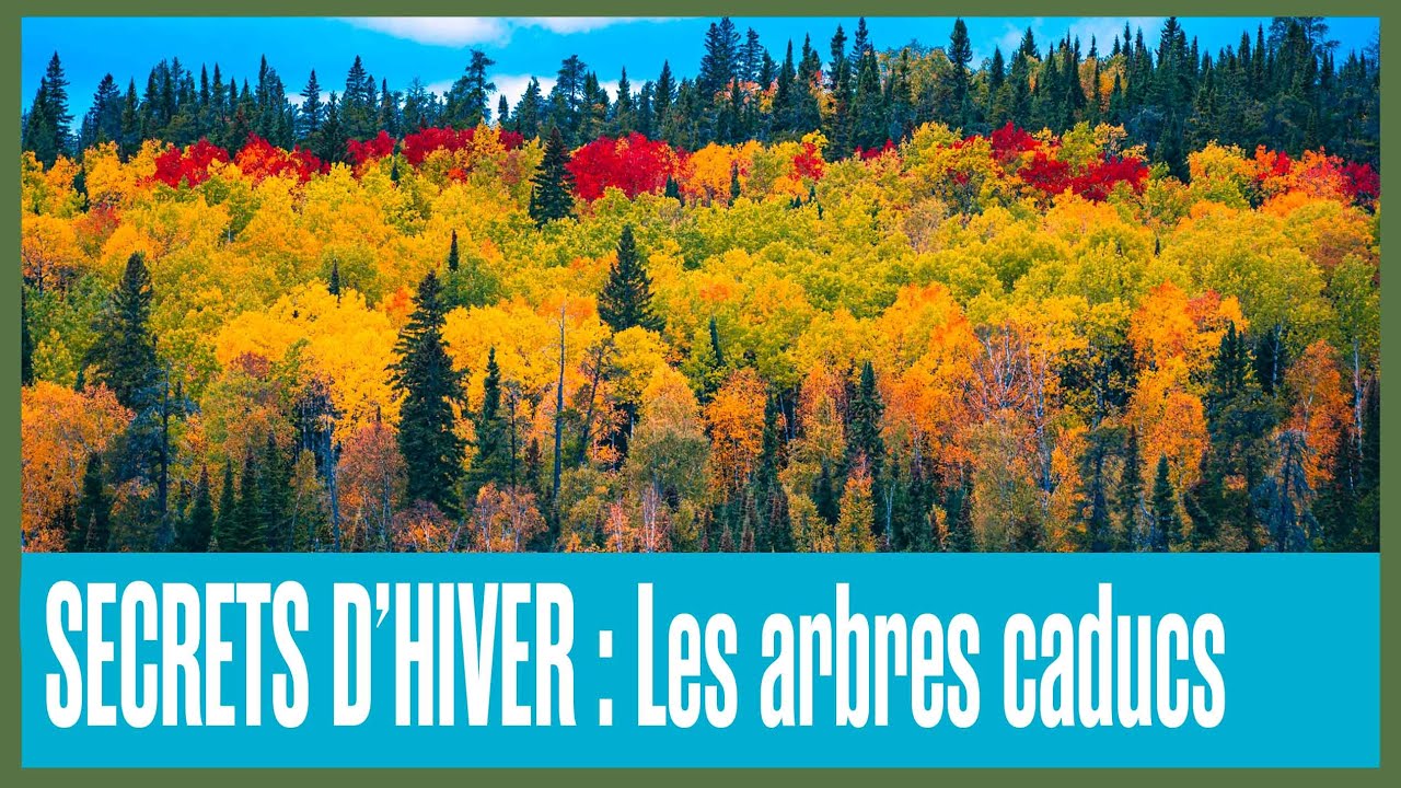 SECRETS D'HIVER : Les arbres caducs - YouTube
