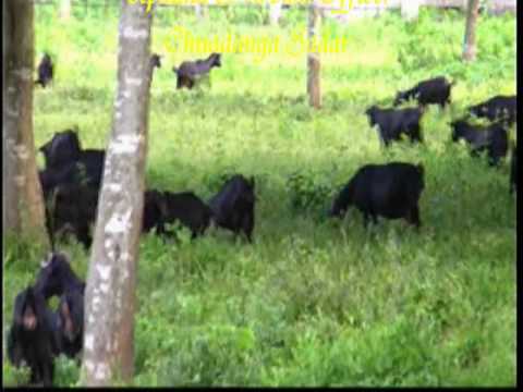 Poverty reduction through goat rearing - YouTube