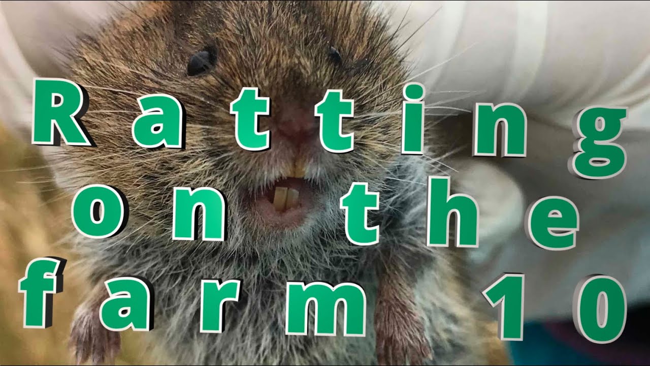 Not a Rat, Not a Mouse...What are they? - YouTube