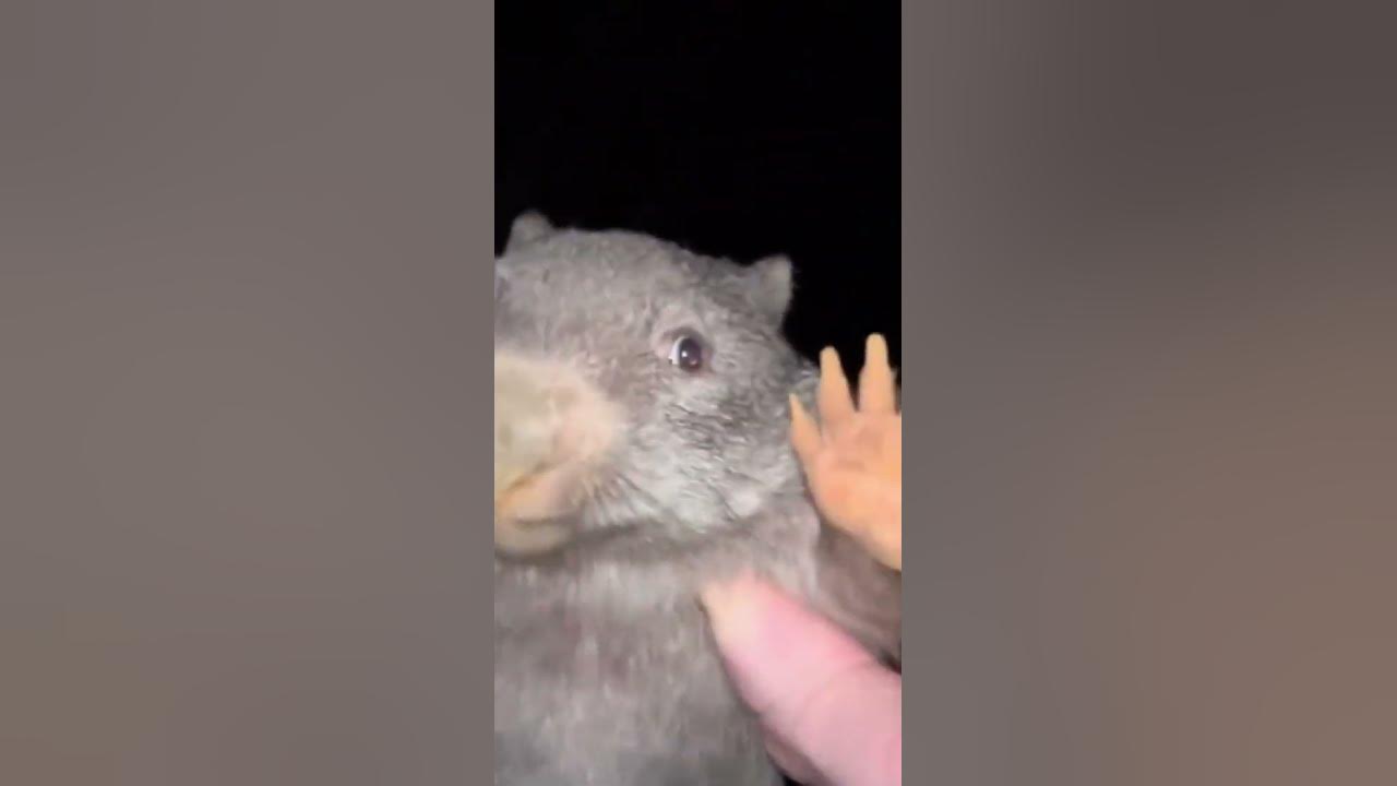 бобр курва оригинал мем - YouTube