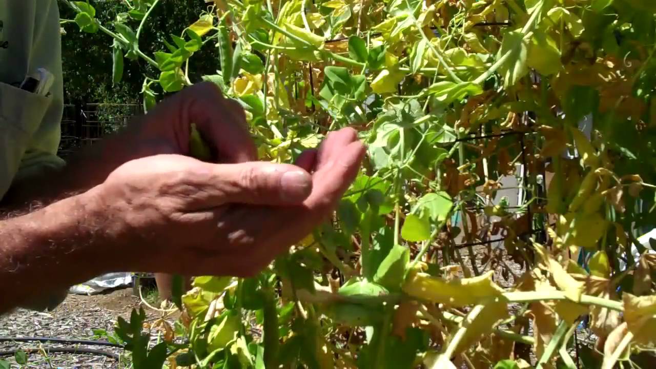 Peas-- Harvest Time - YouTube