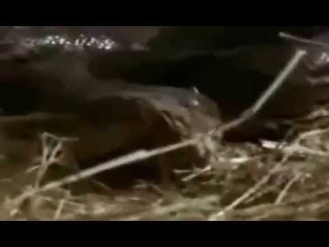 Şiri bitonun agzindan dostlari qurtardi