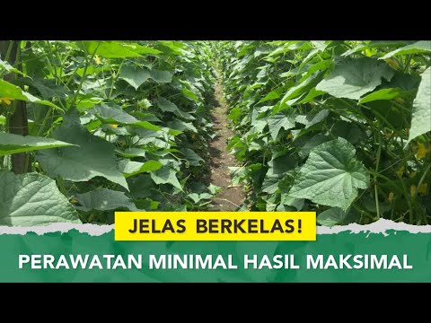 CARA DASAR BUDIDAYA TIMUN BABY PALING TOP CER !! - YouTube