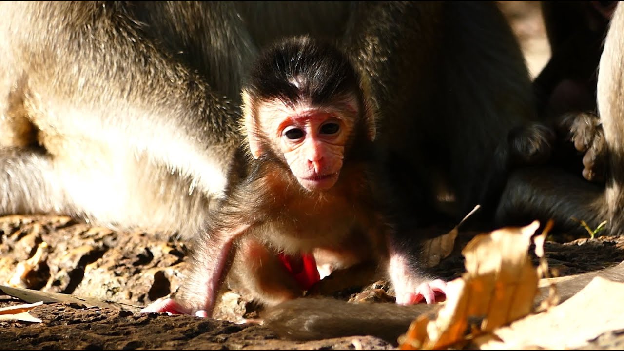 Good Sign Notification Alert With Active Movement, BB Monkey Diago Is ...