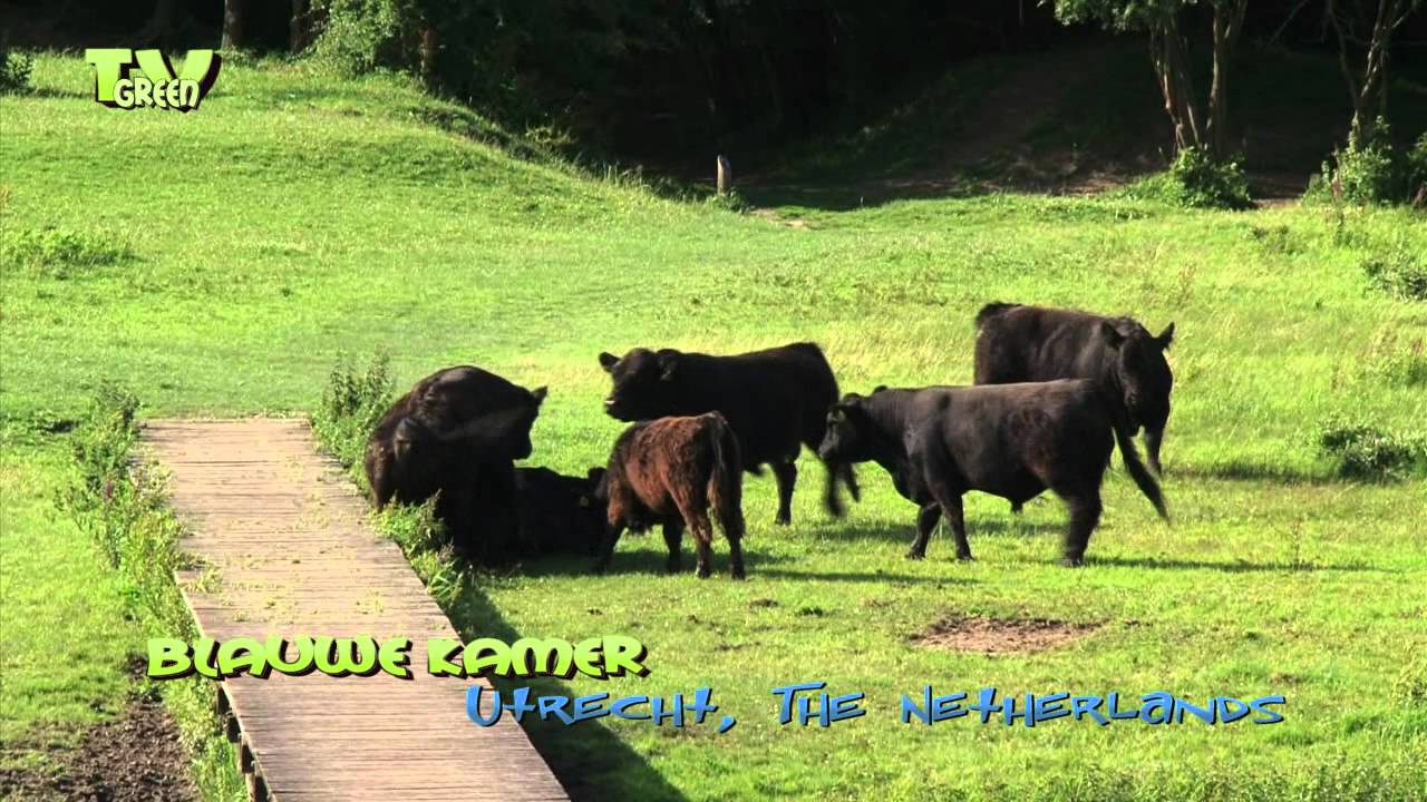 Galloway runderen in de Blauwe Kamer #03 - YouTube