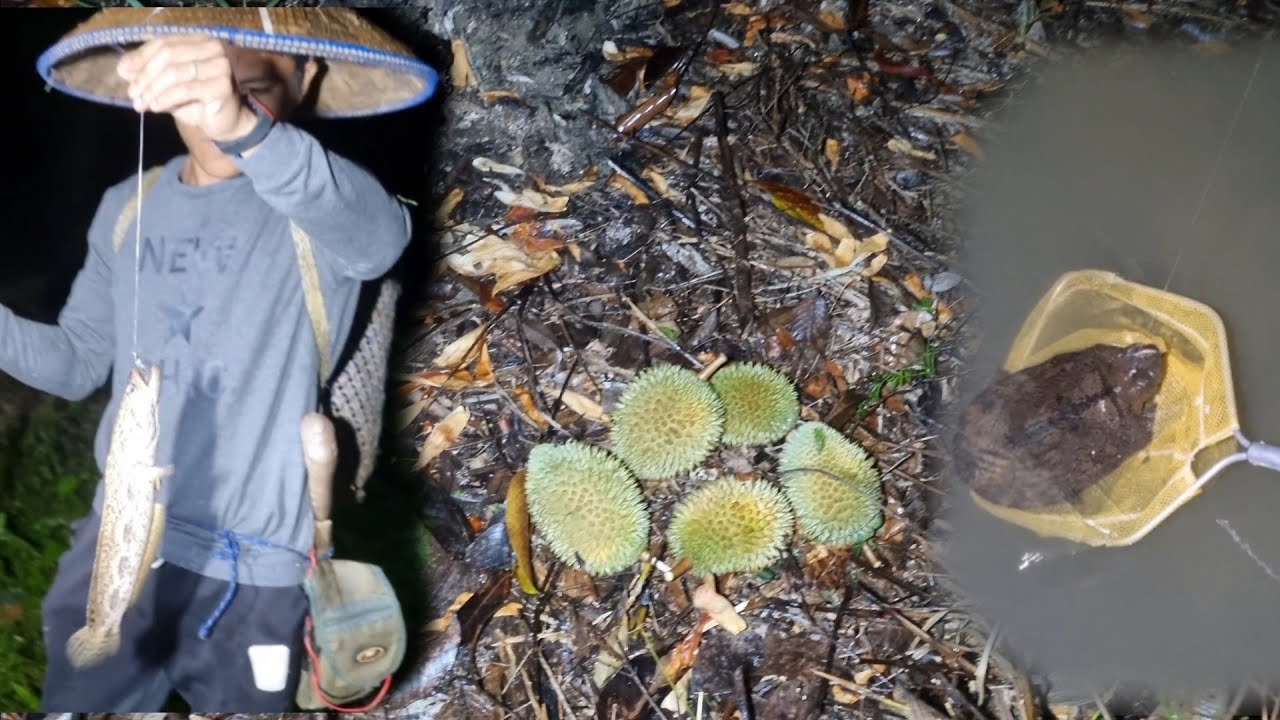 Cari durian malam dan pasang pancing/tajur - YouTube