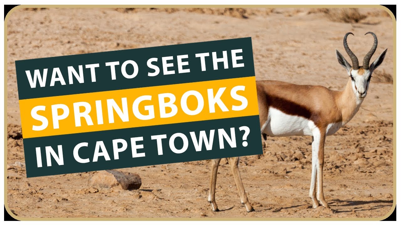 Want to see the Springboks in Cape Town? 🇿🇦 - YouTube