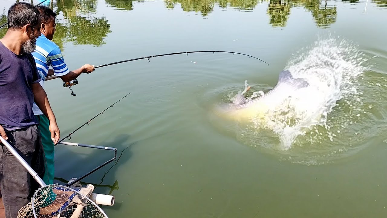 look at the biggest monster fish catching by hook || big carp fish ...