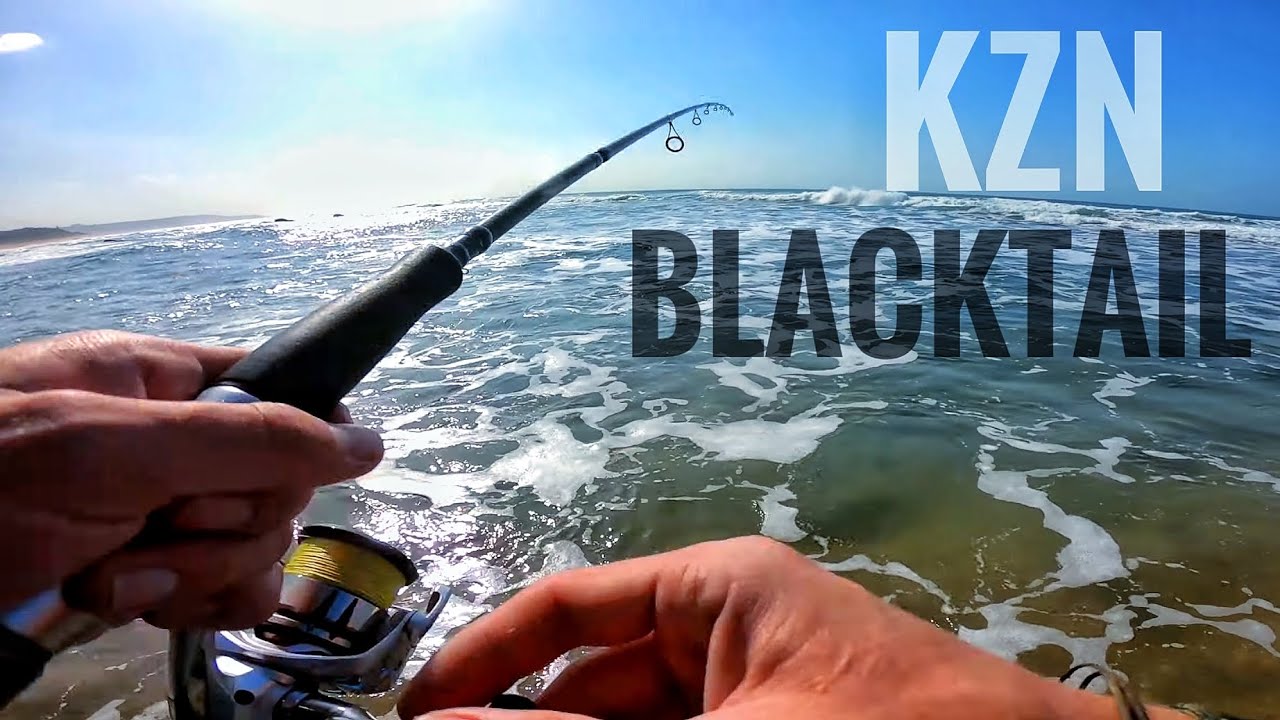 Catching Blacktail in KZN for Science - YouTube