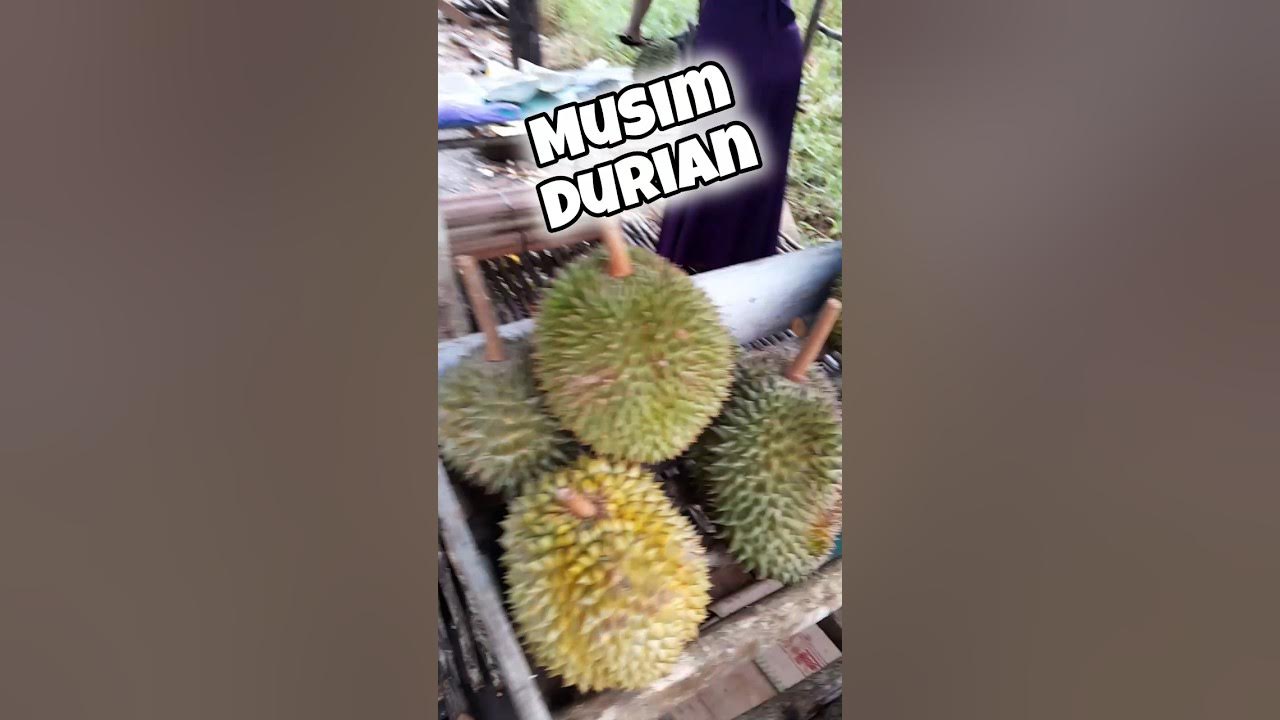 Sudah mulai musim durian #foodtravel #buahtropis #musimdurian #duriankalimantan - YouTube