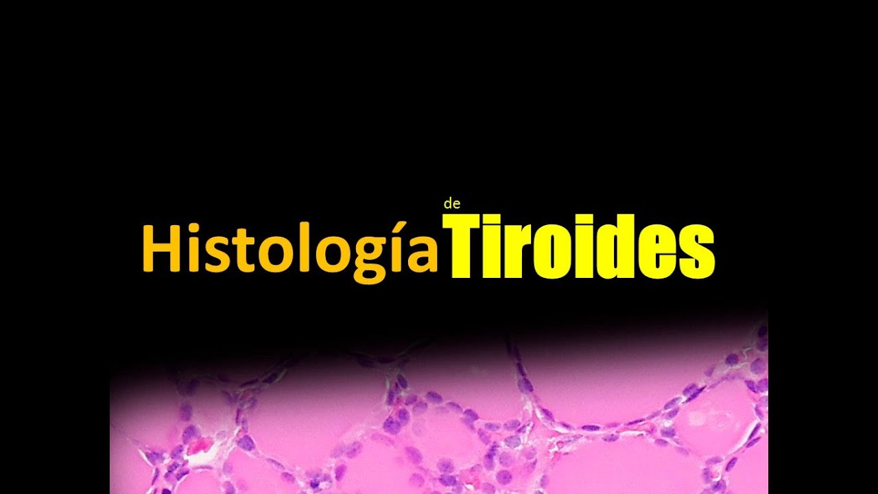 SERIE TIROIDES: Histologia de tiroides - YouTube