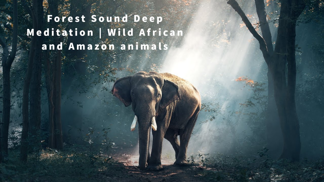 Wildlife Documentary | Wildlife Photography | Wildlife live stream ...