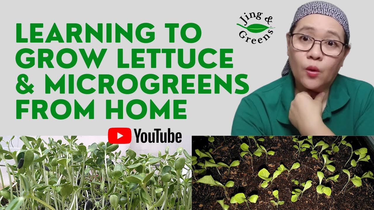 Learning to Grow Lettuce and Microgreens - 3rd Week Update (Tagalog ...