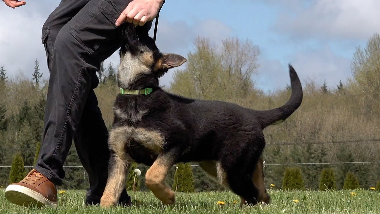 Happy to Work With Her Handler! - YouTube