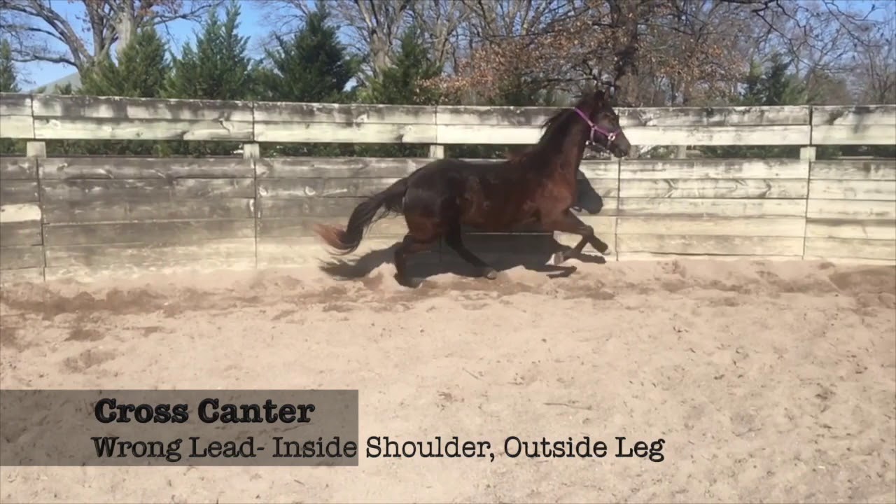 Horse Footfalls- Trot, Canter, Crosscanter - YouTube