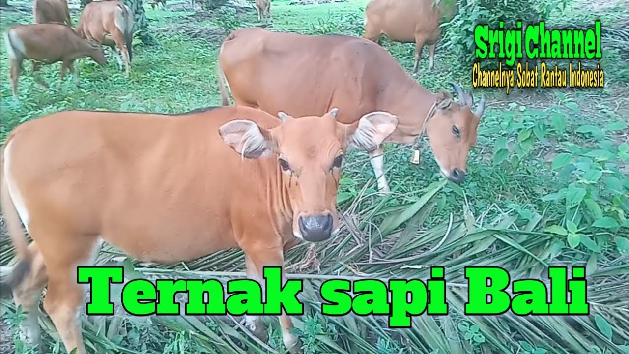 Ternak sapi Bali - YouTube