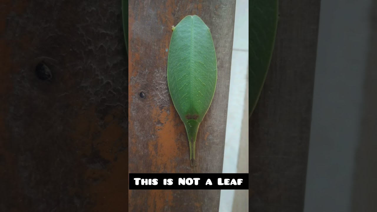 This is NOT a Leaf. The Leaf Insects - YouTube
