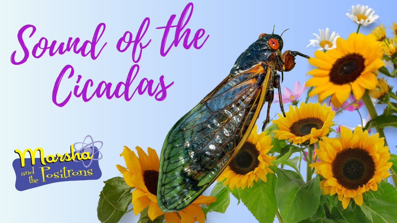 Sound of the Cicadas | Science Song w/ Fun, Weird Cicada Facts, a ...