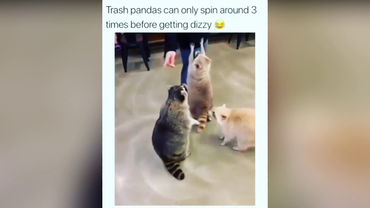 WATCH HOW TRASH PANDAS CAN ONLY SPIN AROUND 3 TIMES BEFORE GETTING ...