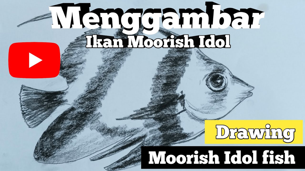 Belajar Menggambar Dasar Realis Ikan Moorish Idol ( Drawing Moorish ...