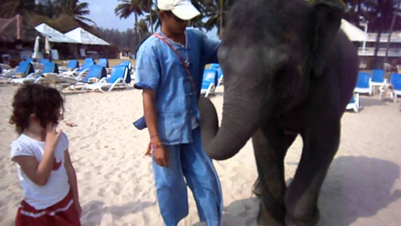 3 year old elephant saying thank you in thai! - YouTube