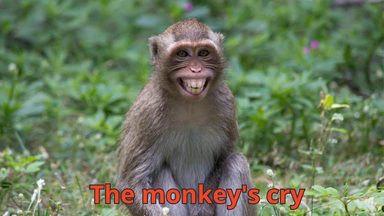 The Monkey's Cry | Monkey sounds and images | sounds and images of ...