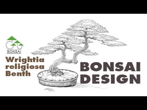 How to make bonsai : การออกแบบโมกน้ำสกล5 : Wrightia religiosa Benth ...
