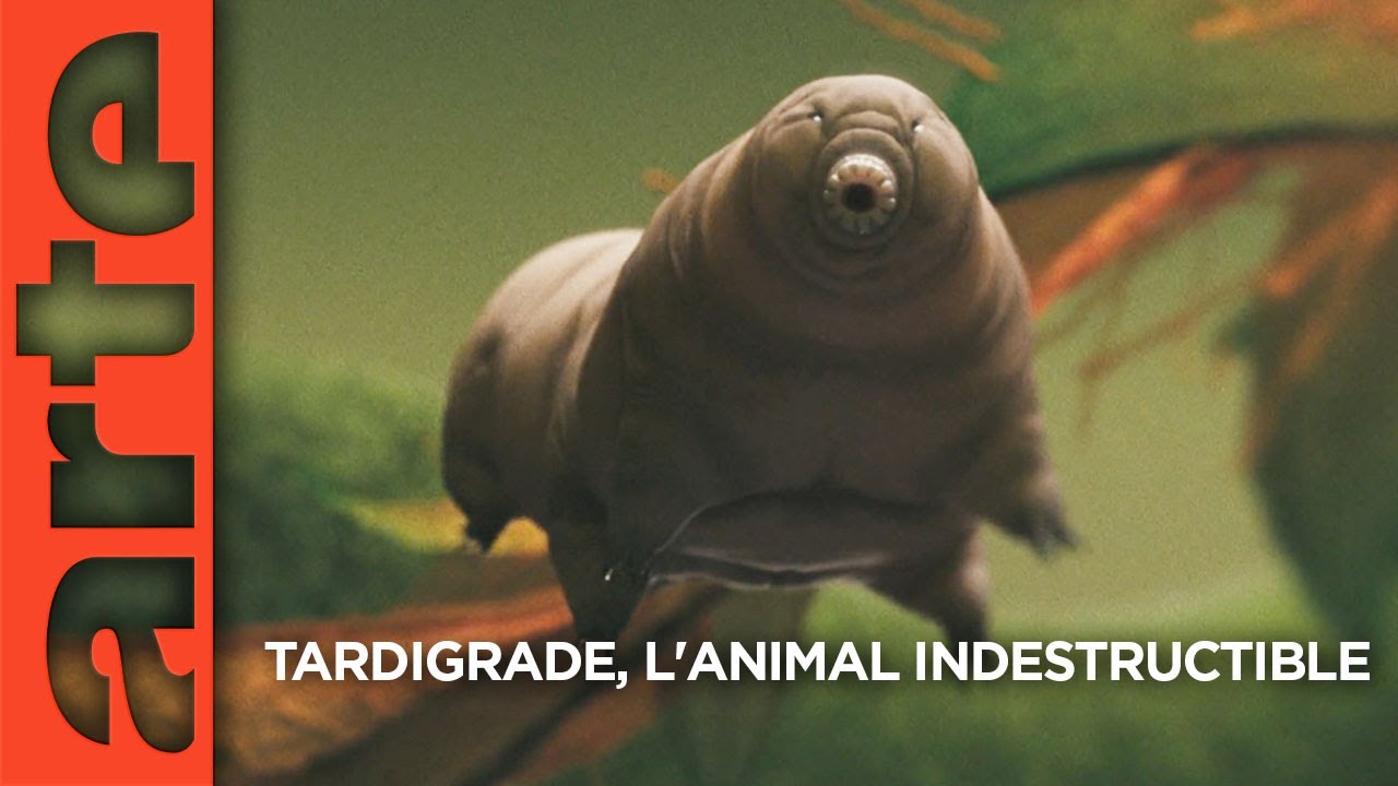 Tardigrade, l'animal indestructible - BA | Documentaire | ARTE - YouTube