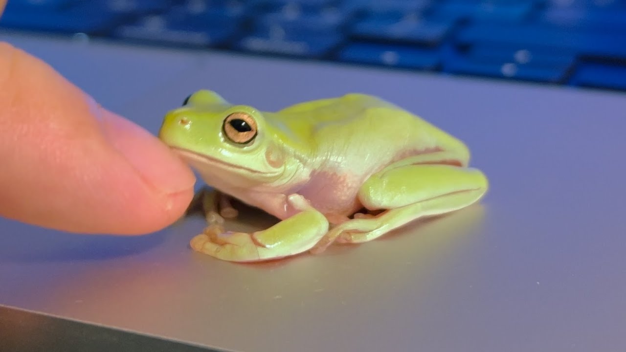 The daily life of cute Tree Frog 4k - YouTube