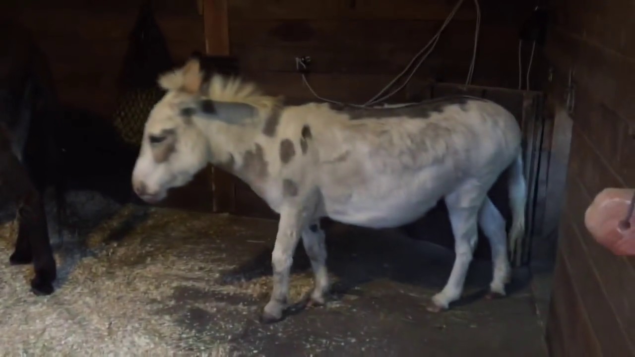 Donkey life - finally drained the abscess, Rosie feels much better ...