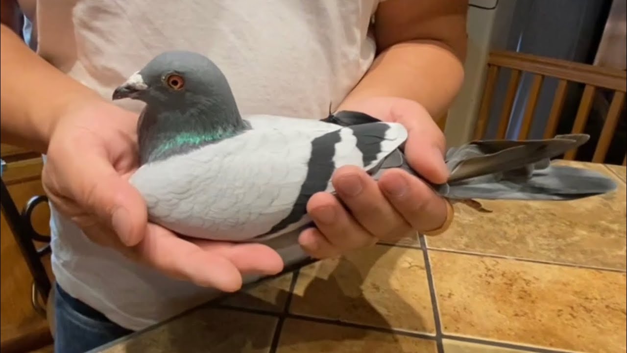 Racing Pigeon - What did we name our 1st GFL Bird? Inbred Wolverine ...