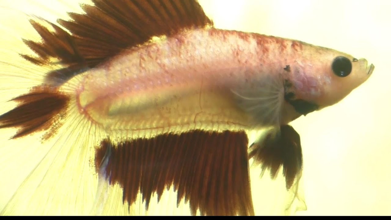 The See Through Betta Fish - YouTube
