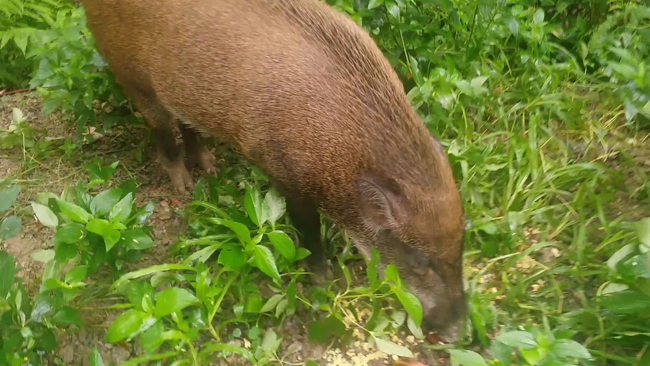 baboy ramo sa hong kong subrang amo - YouTube