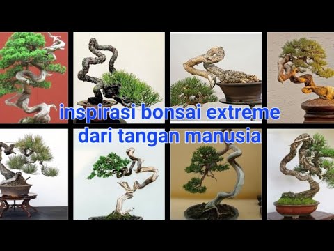inspirasi bonsai extreme - YouTube