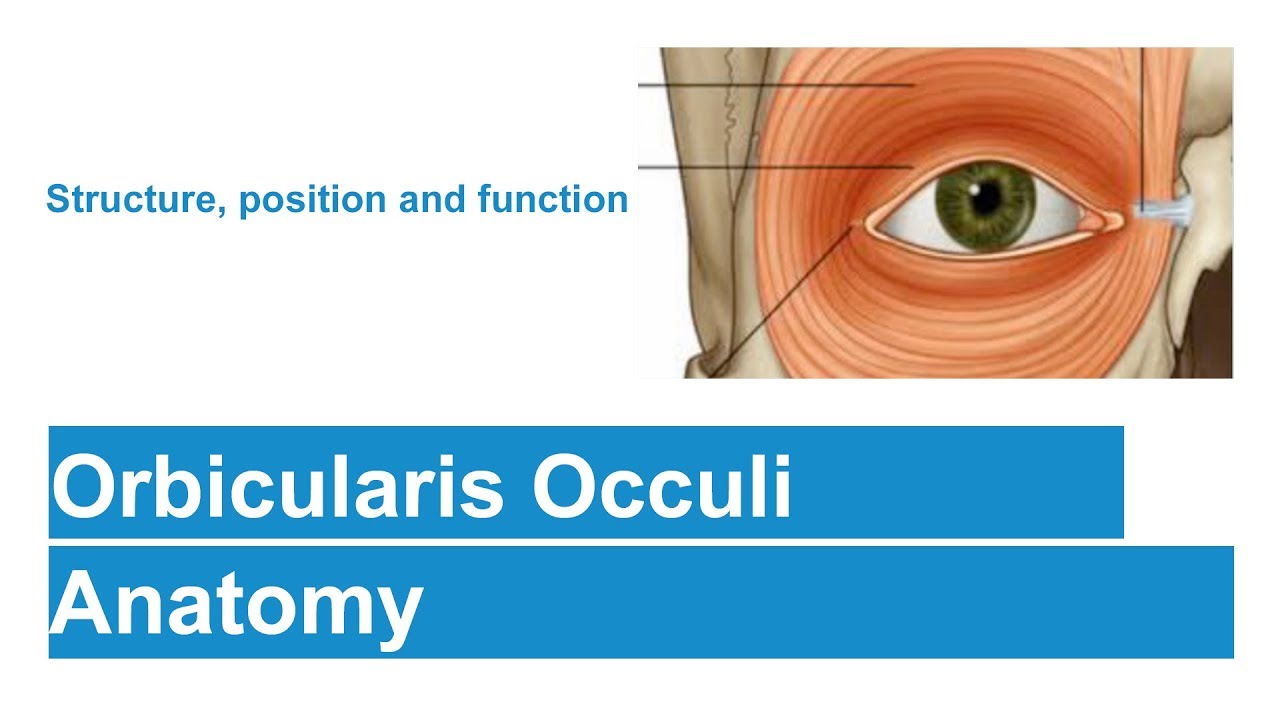 Orbicularis Occuli - YouTube